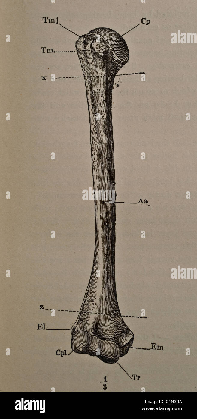 Antique medical illustration of a hip bone, ball & socket Stock Photo ...