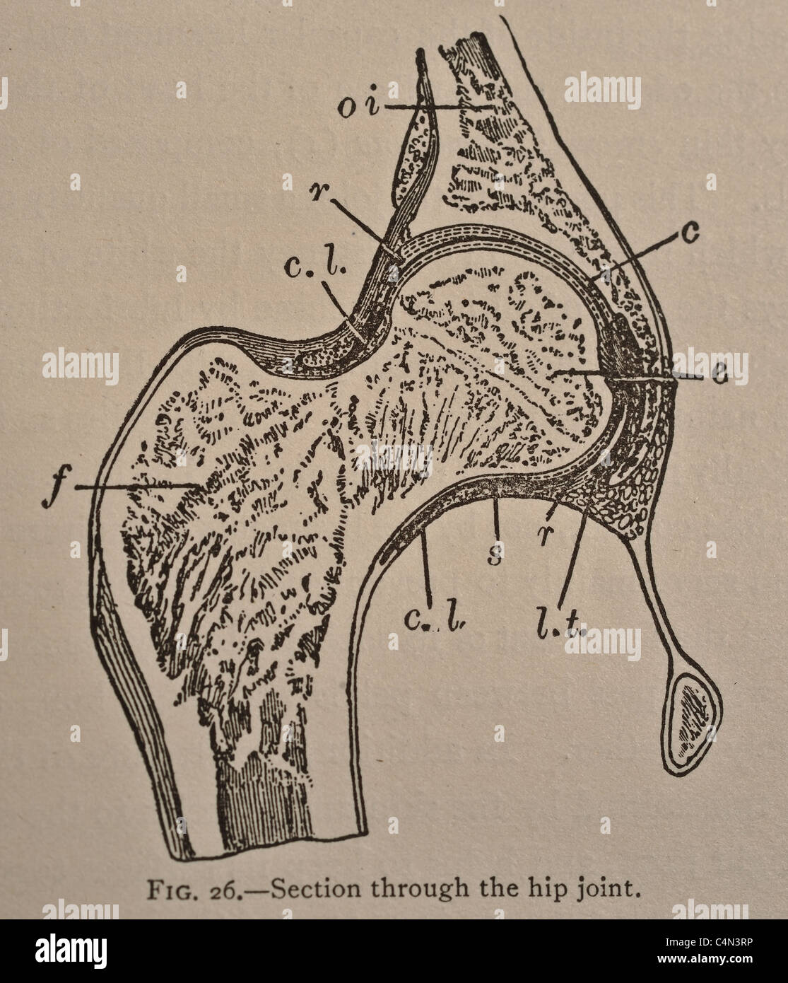 Antique medical illustration of a hip bone, ball & socket Stock Photo ...