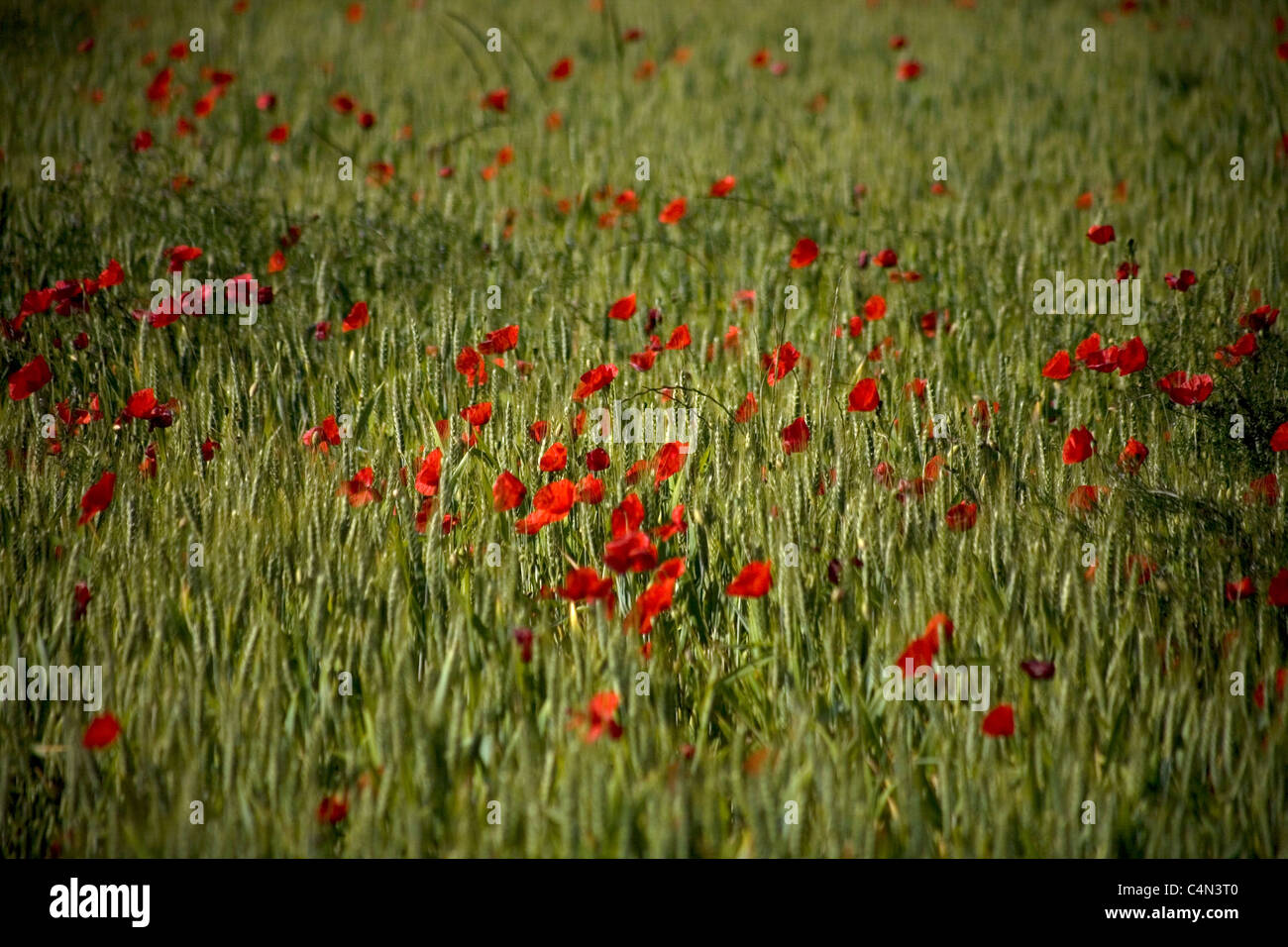 Frances Poppy High Resolution Stock Photography and Images - Alamy