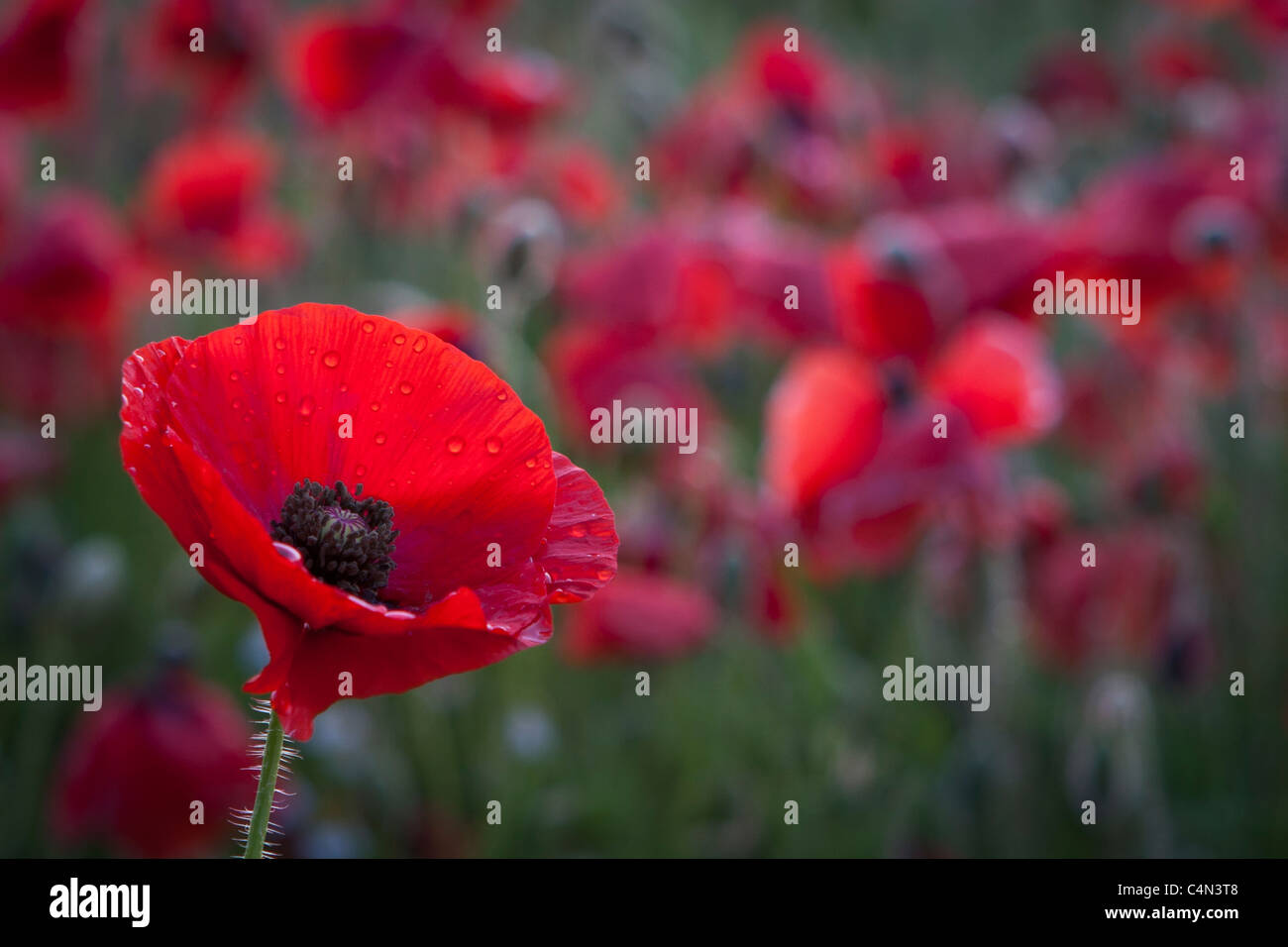 A single poppy photographed with a shallow depth of field to blur the ...