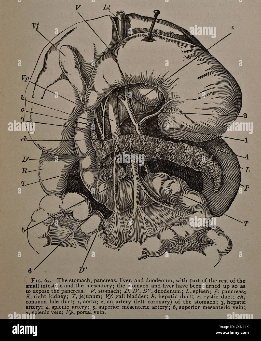 Human viscera hi-res stock photography and images - Alamy