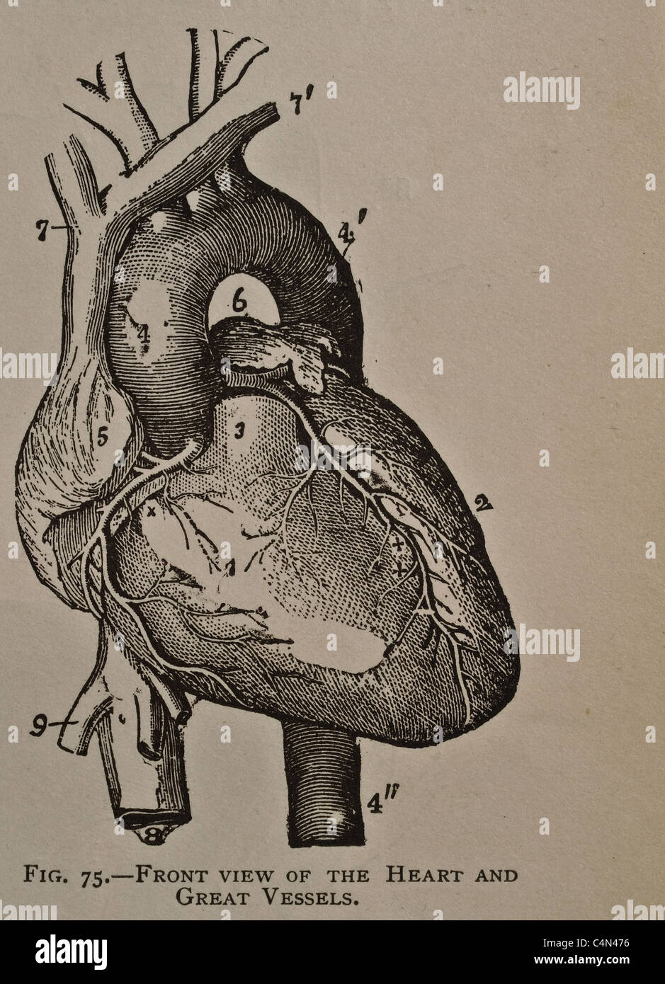 Antique medical illustration of a human heart and cardiovascular system ...
