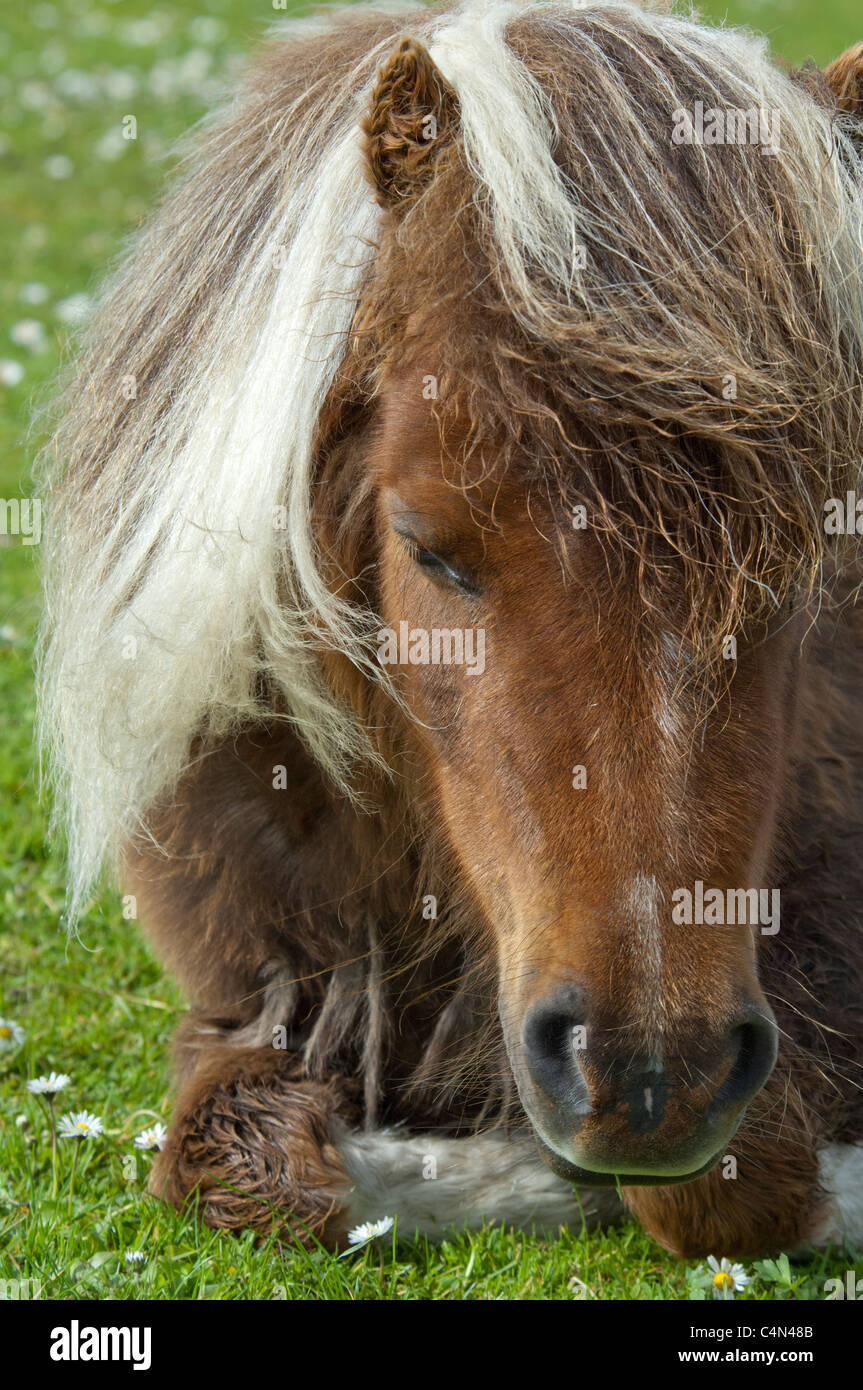 Shetland pony face hi-res stock photography and images - Alamy