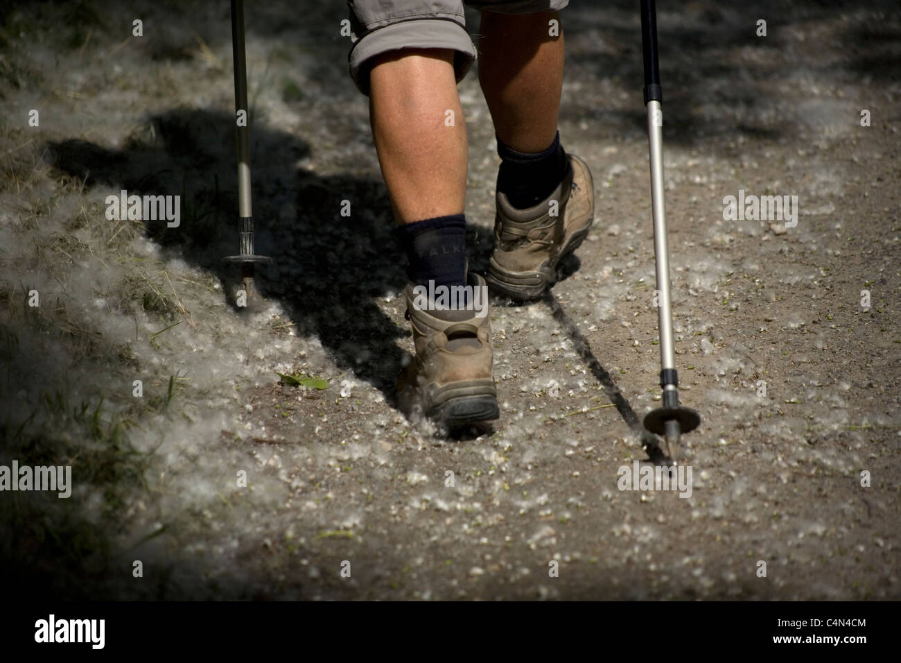 A pilgrim walks in a track covered by white black poplar seeds,looking ...