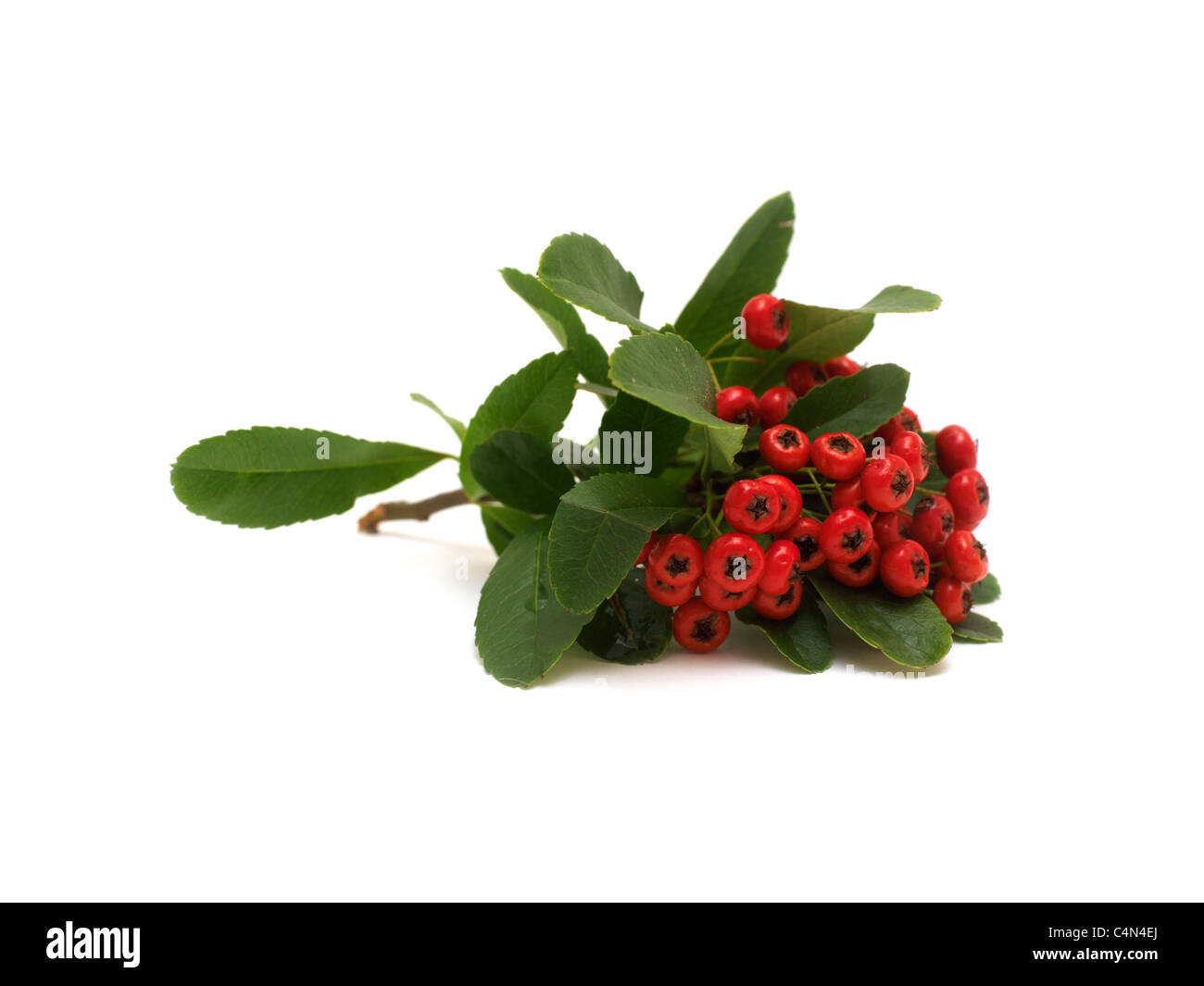 Branch of a bush Cut Out Stock Images & Pictures - Alamy