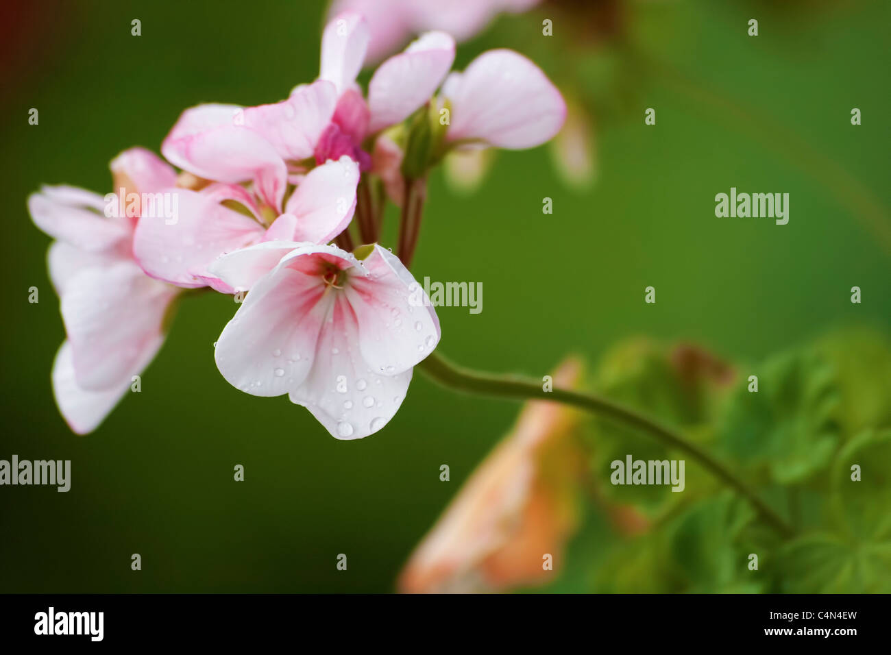 White geranium flower on green nature background Stock Photo - Alamy