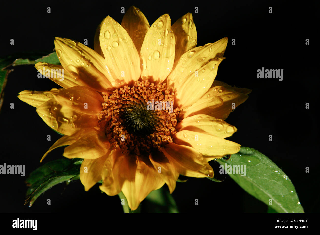 sunflower with water drops and black background Stock Photo - Alamy