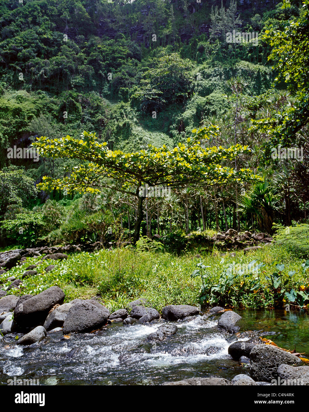 dense green forest near Anse des Cascade Stock Photo - Alamy