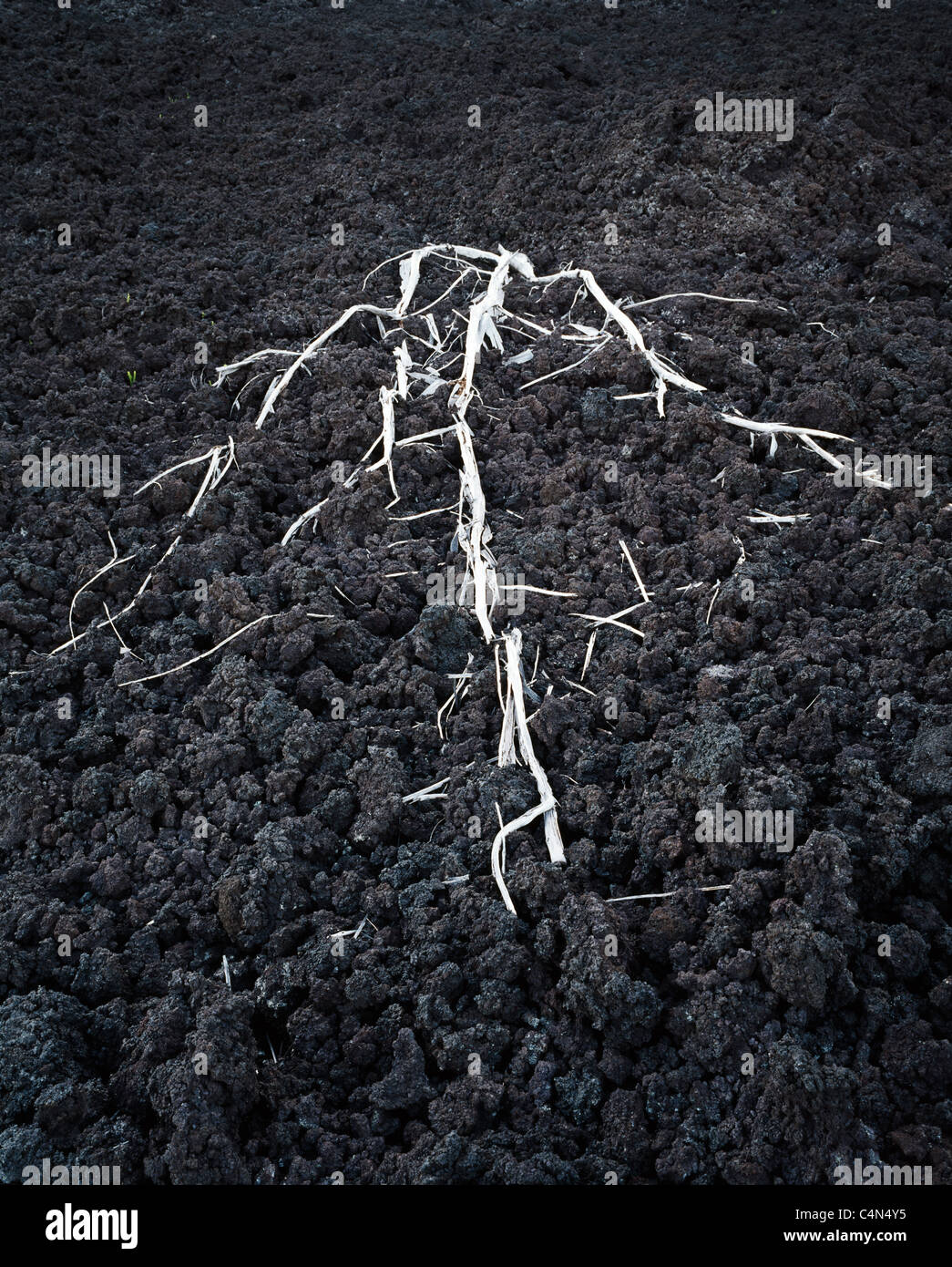 skelton of a dead tree lying on a black cooled lava field Stock Photo ...