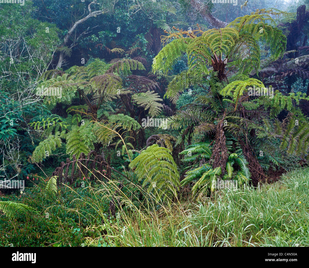 Big tree ferns in the foggy rainforest of the Forét de Bébour Stock ...