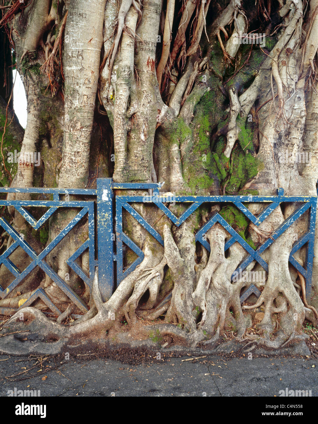 Big tree roots are growing through a iron fence Stock Photo - Alamy