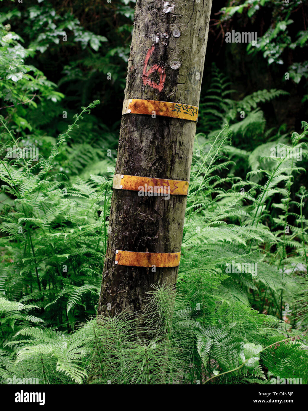 Utility pole among trees Stock Photo - Alamy