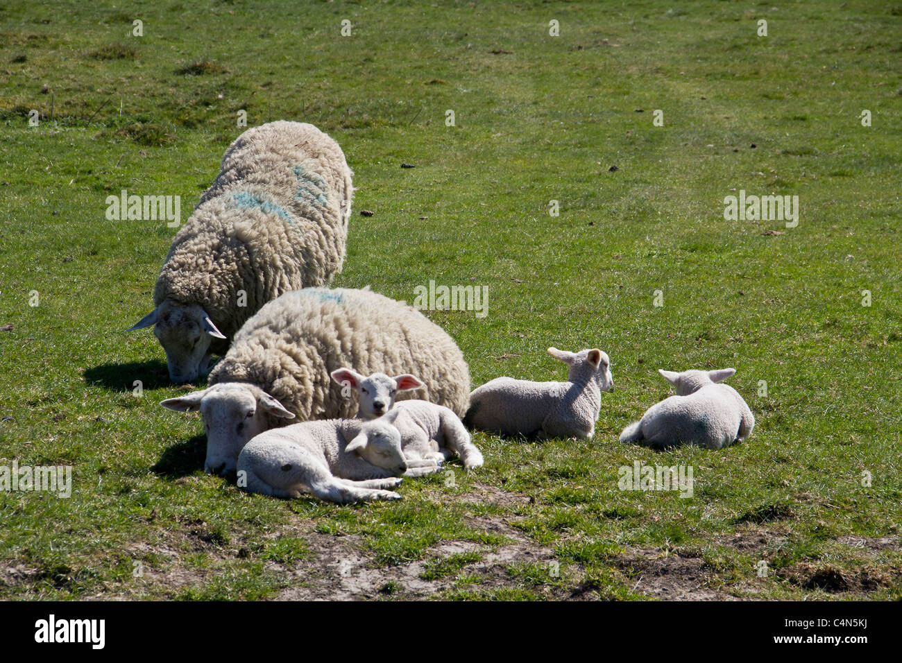 Cute sheep hi-res stock photography and images - Alamy