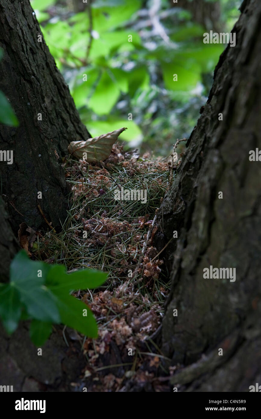 Hidden in the tree hi-res stock photography and images - Alamy