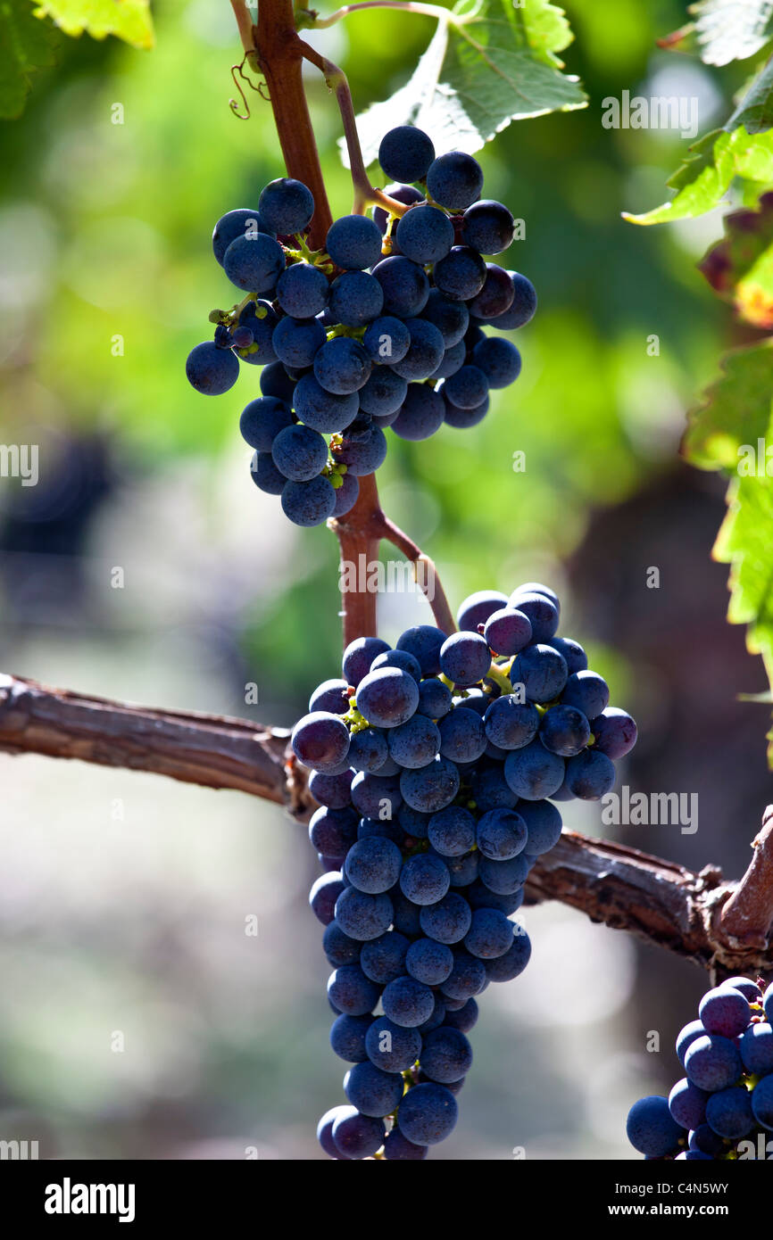 Merlot hi-res stock photography and images - Alamy