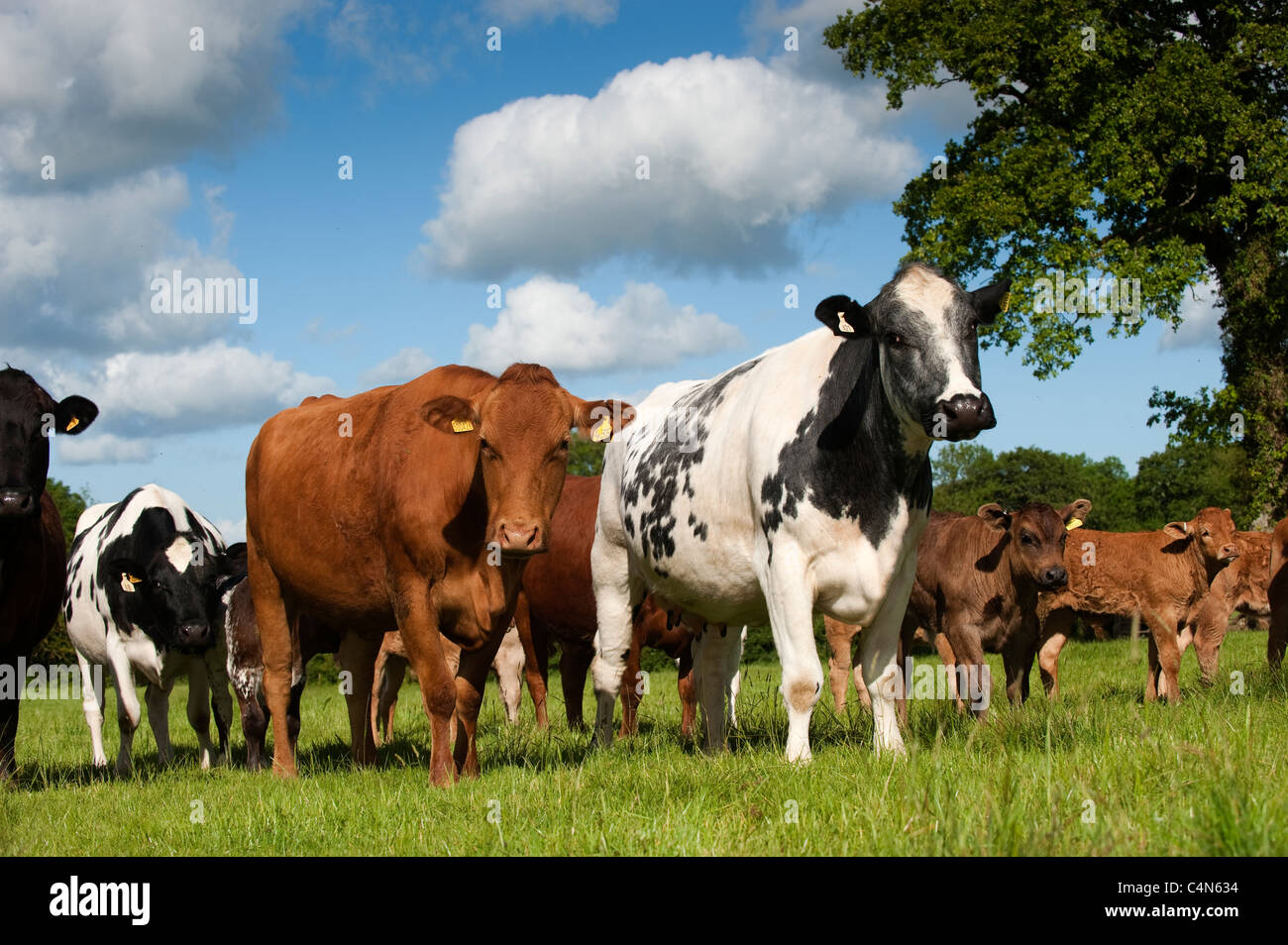 Suckler beef cattle and calves in Devon Stock Photo - Alamy