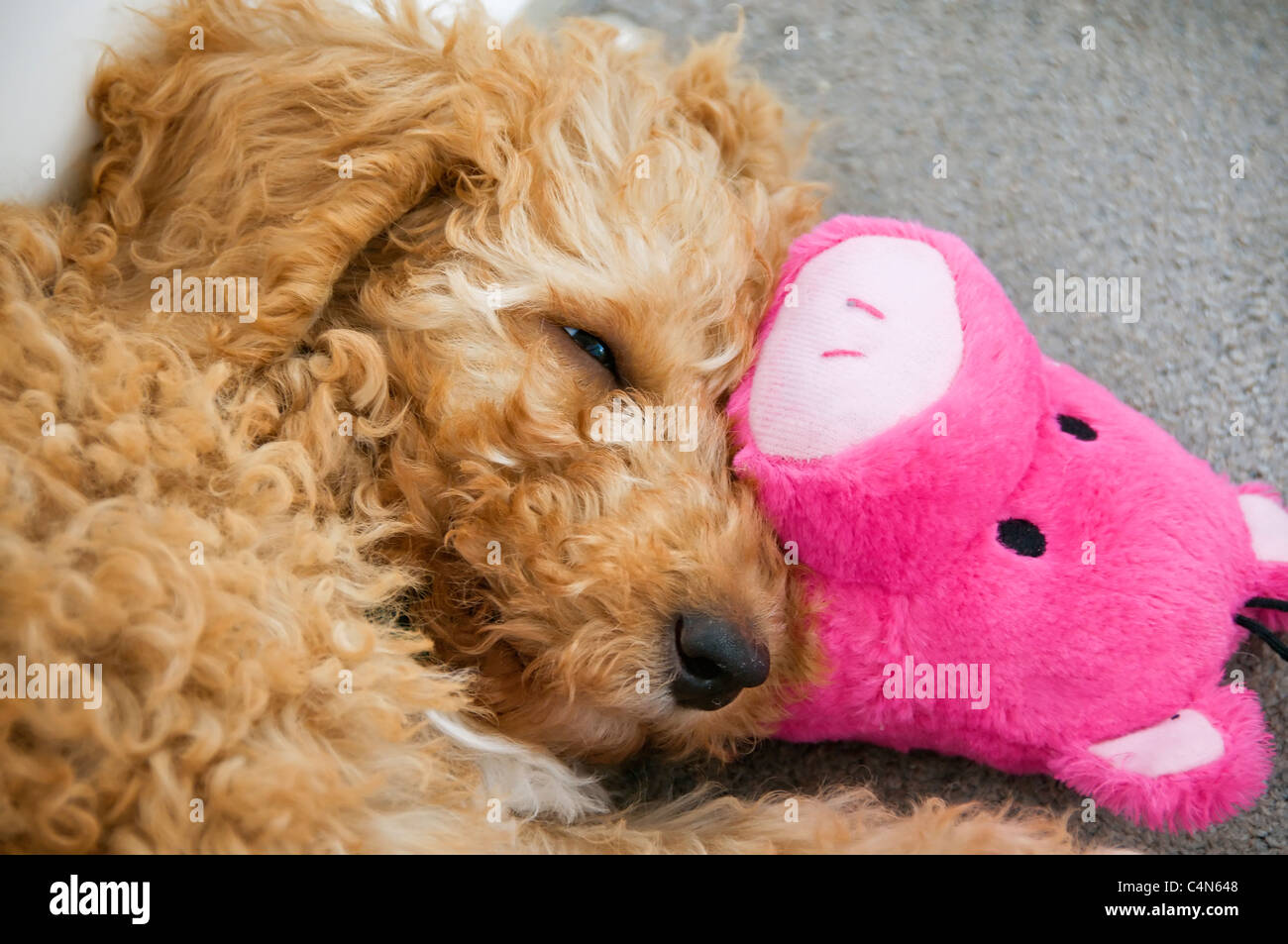 An apricot colored 11-week old labradoodle puppy naps snuggled up to ...