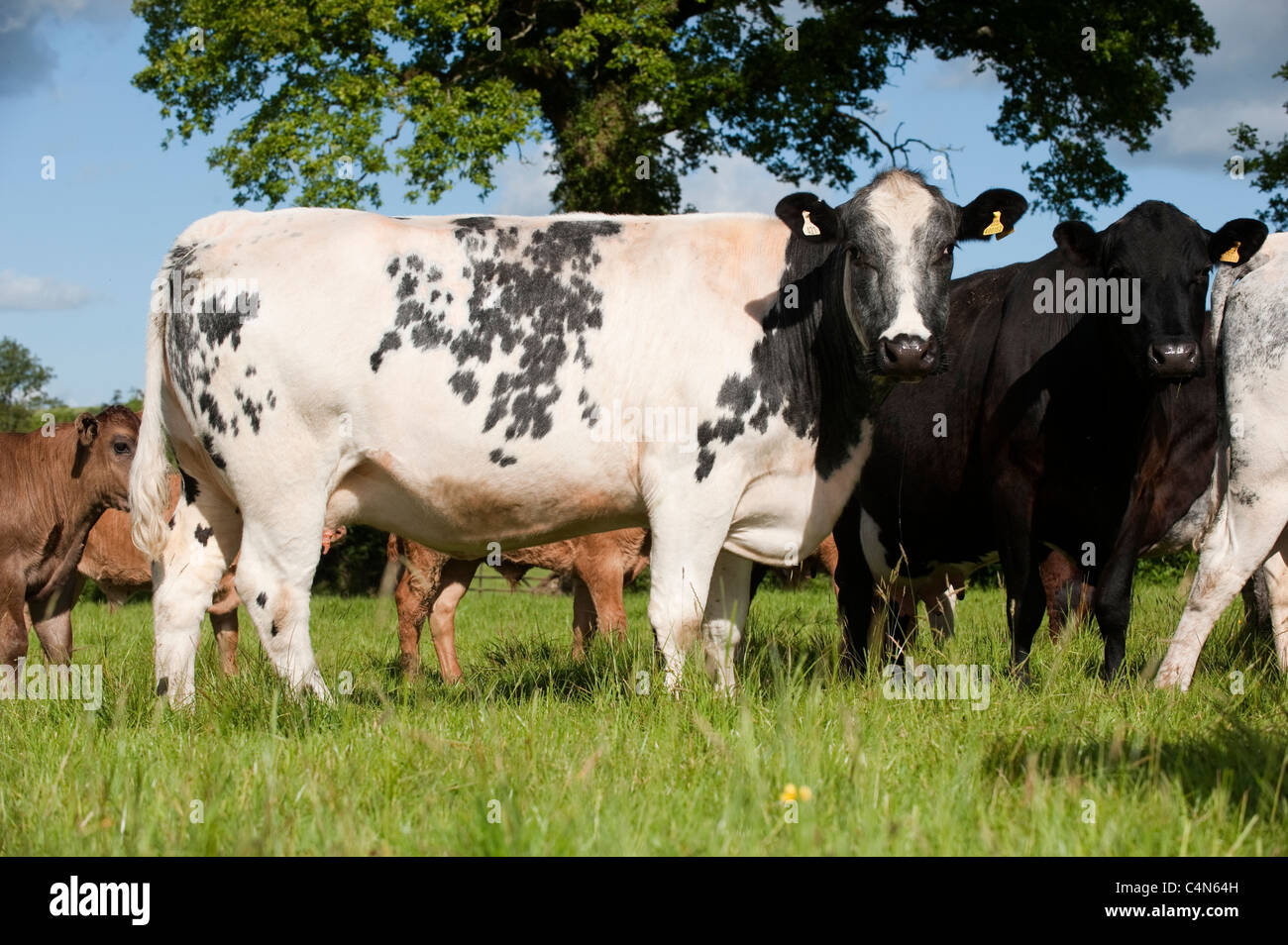 Suckler beef cattle and calves in Devon Stock Photo - Alamy