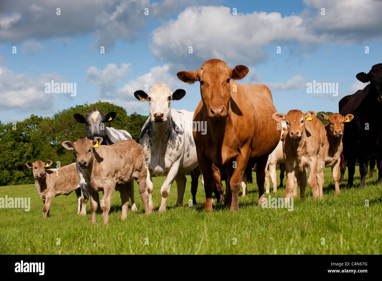 Suckler beef cattle and calves in Devon Stock Photo - Alamy
