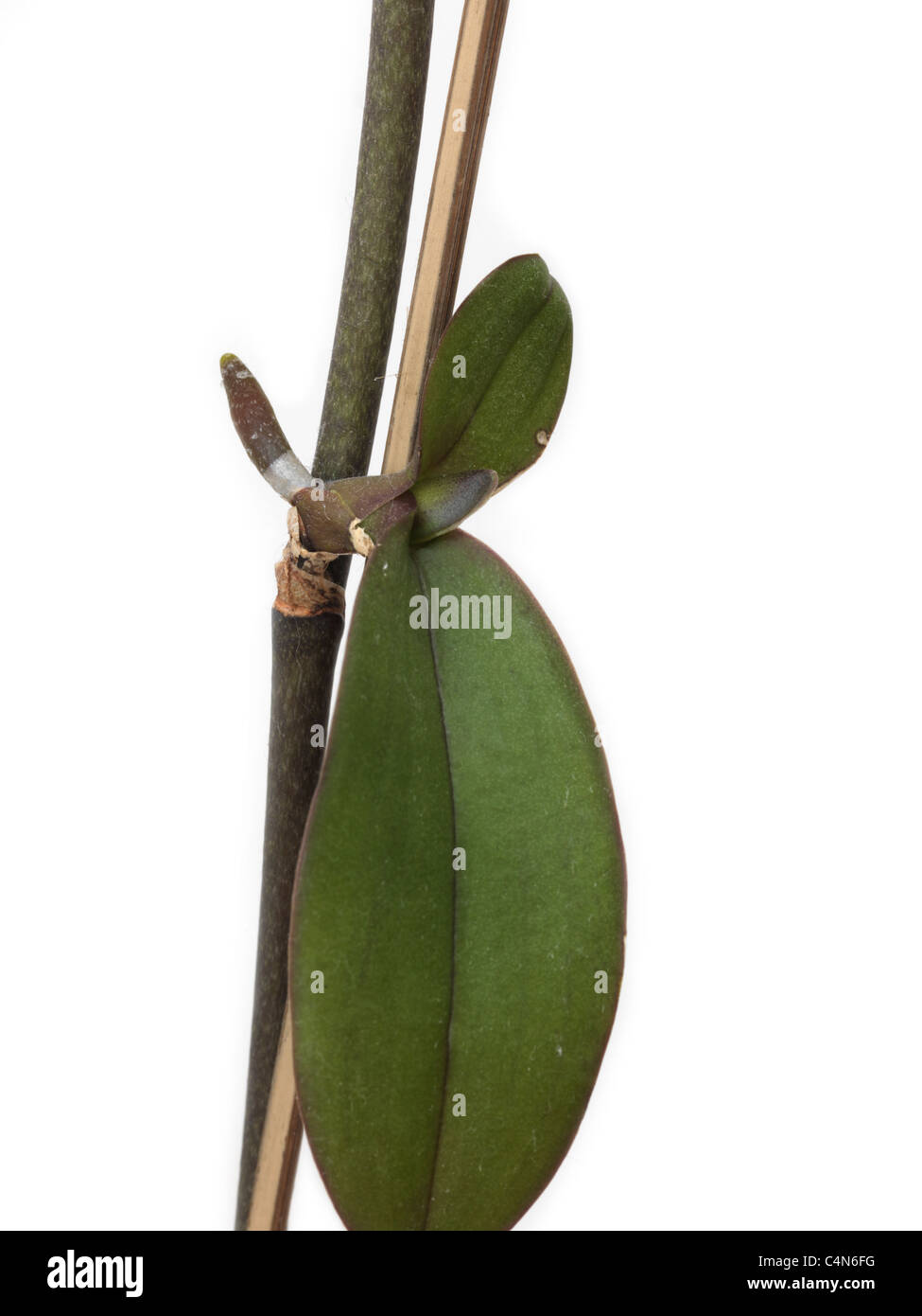 Orchid plantlet hi-res stock photography and images - Alamy