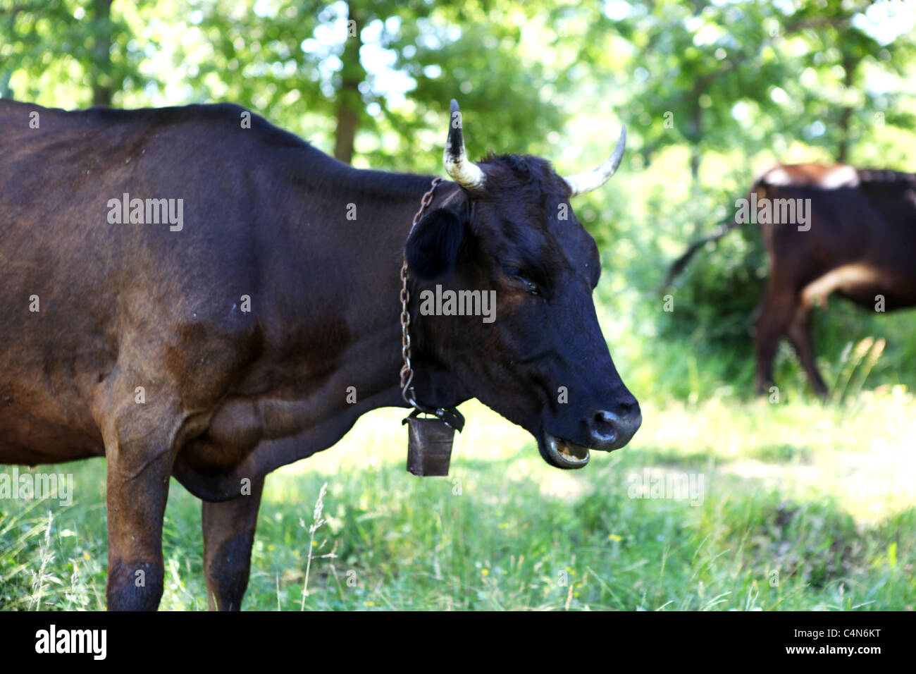 Cows grazing in meadow Stock Photo - Alamy