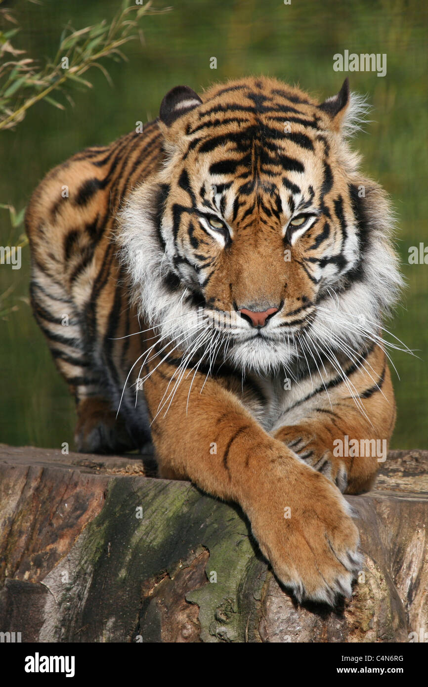 Smallest tiger species hi-res stock photography and images - Alamy