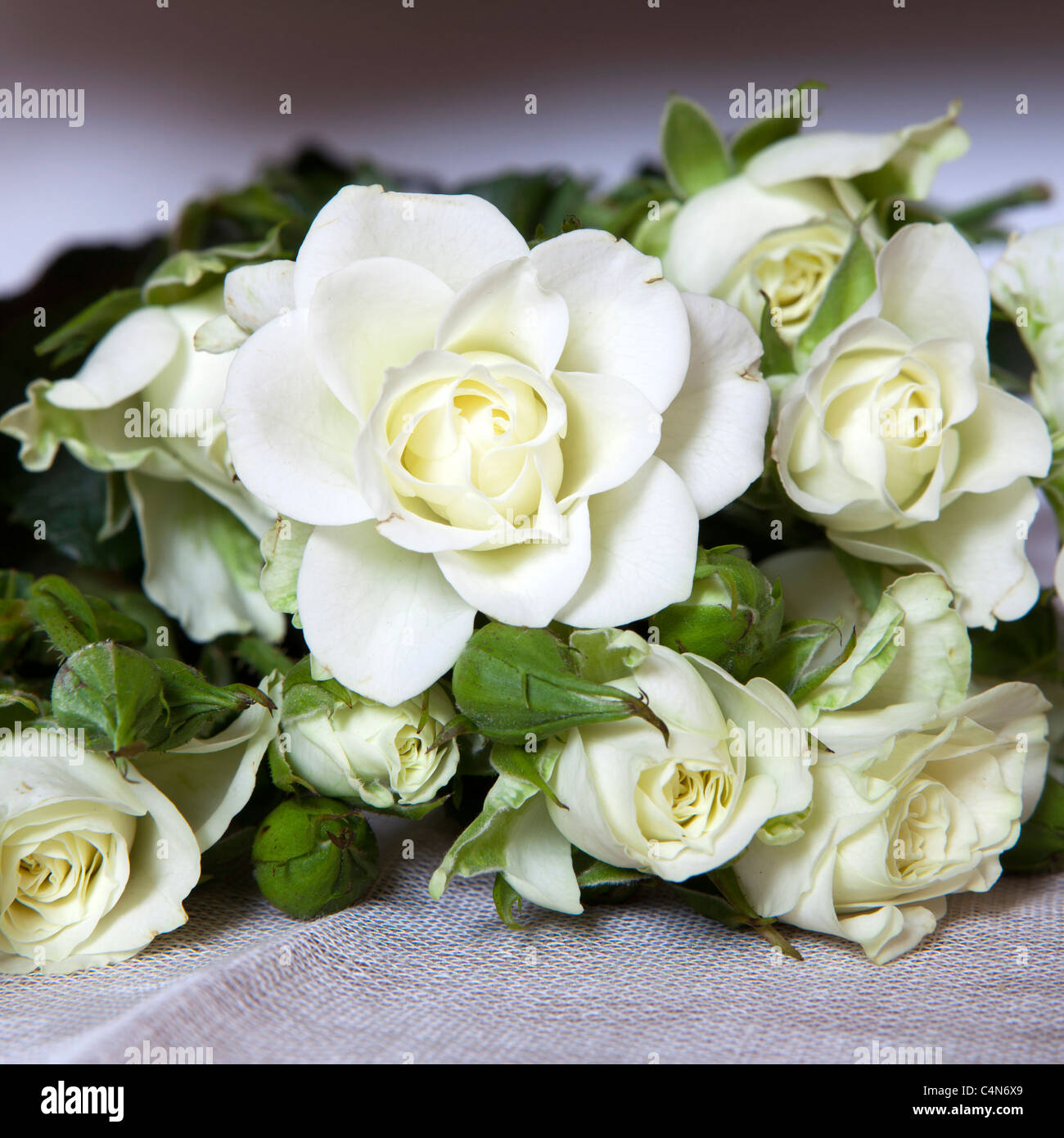 white rose at table Stock Photo - Alamy