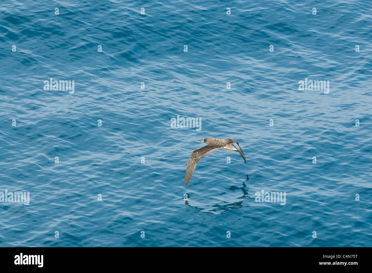 Shearwater Bird Dive