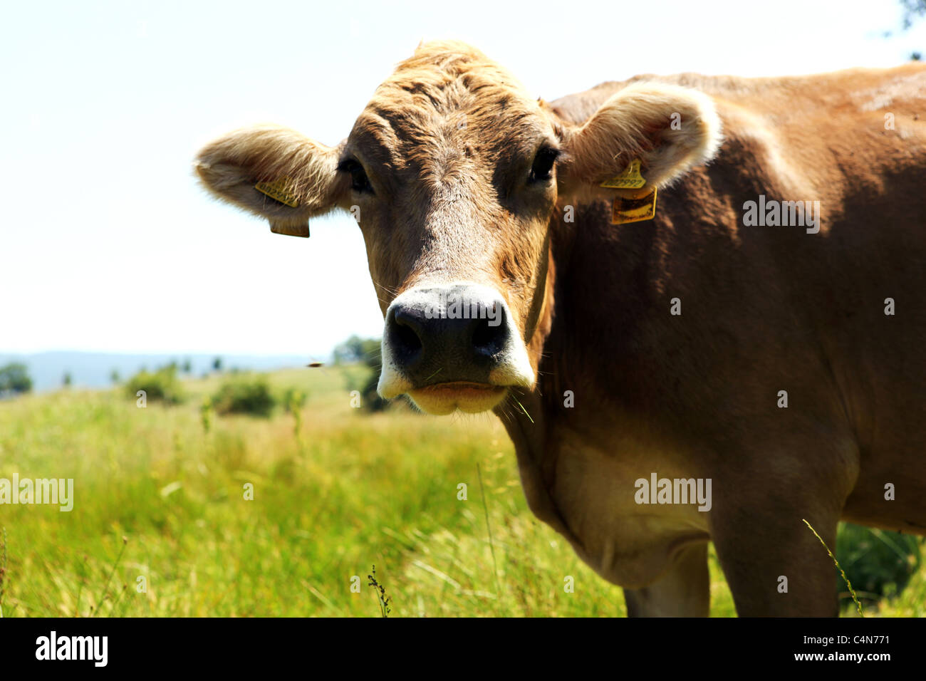 Nature farms in summer grazing hi-res stock photography and images - Alamy