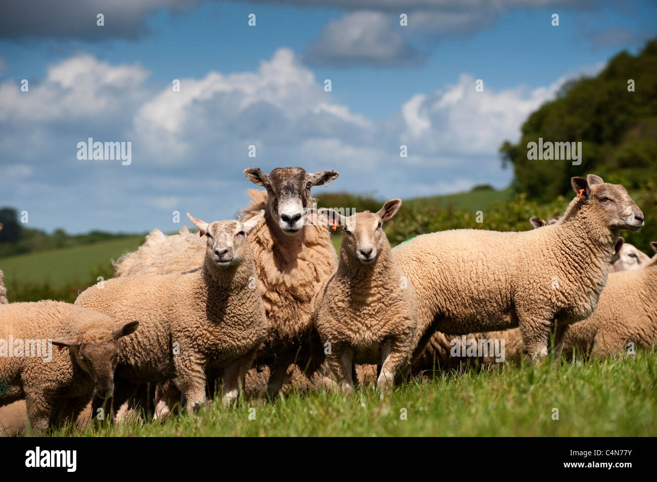 Mule ewes in Devon countryside with lambs sired by Charollais ram Stock ...