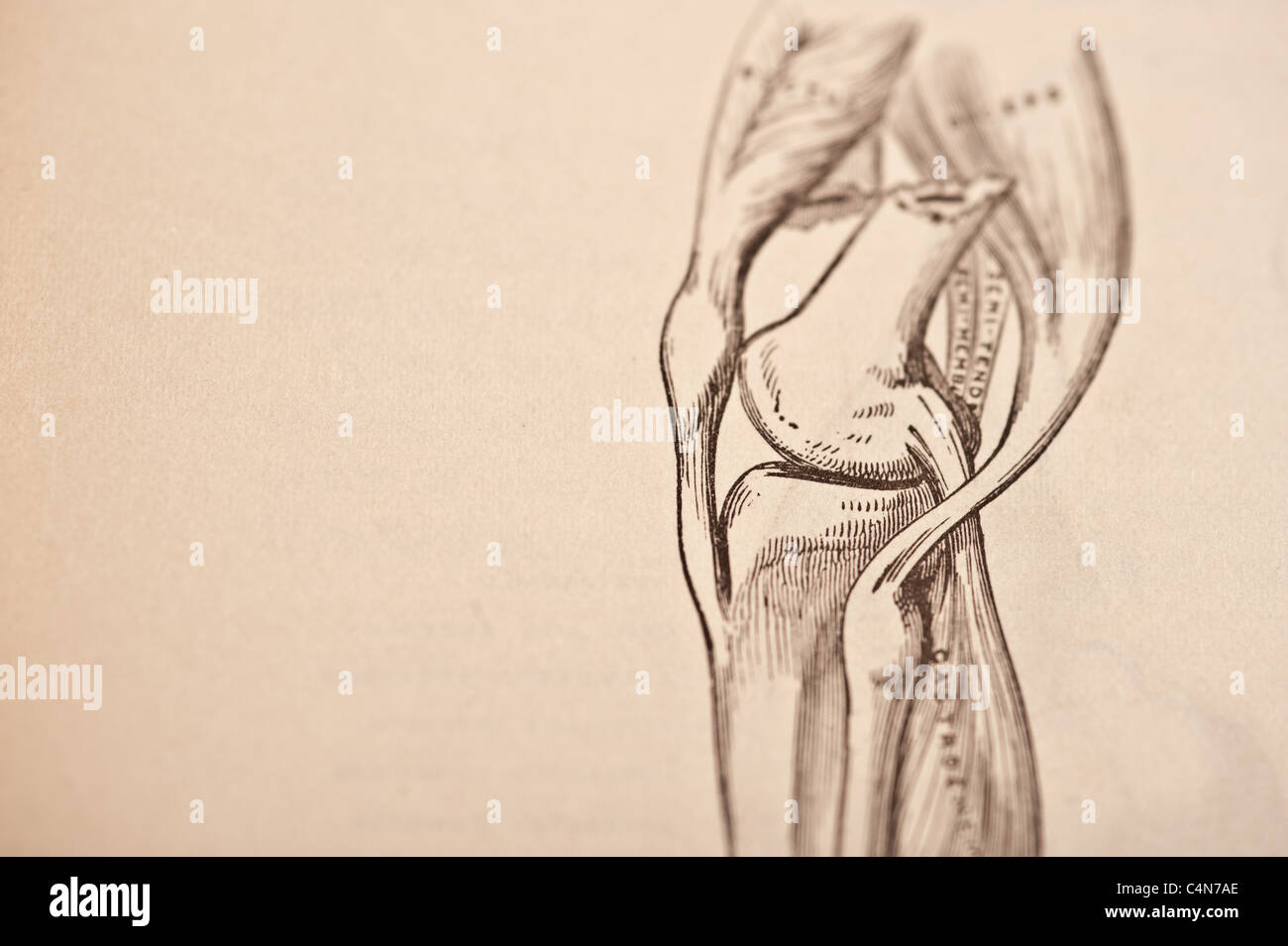 Anatomy Descriptive and Surgical Copyright 1883 Gray's Anatomy Henry ...