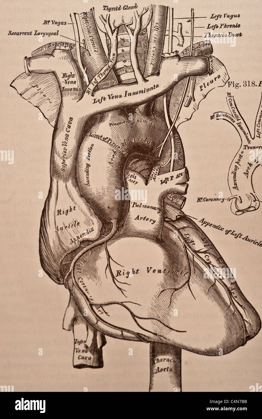 Antique medical illustration of a human heart and cardiovascular system ...