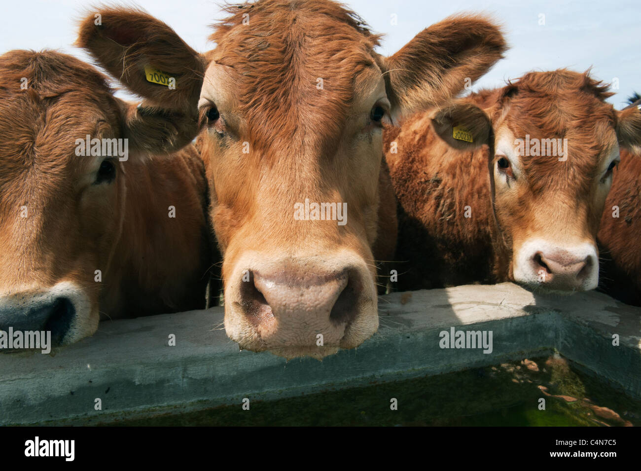 Guernsey Cows, Isles of Scilly, Cornwall, England Stock Photo - Alamy