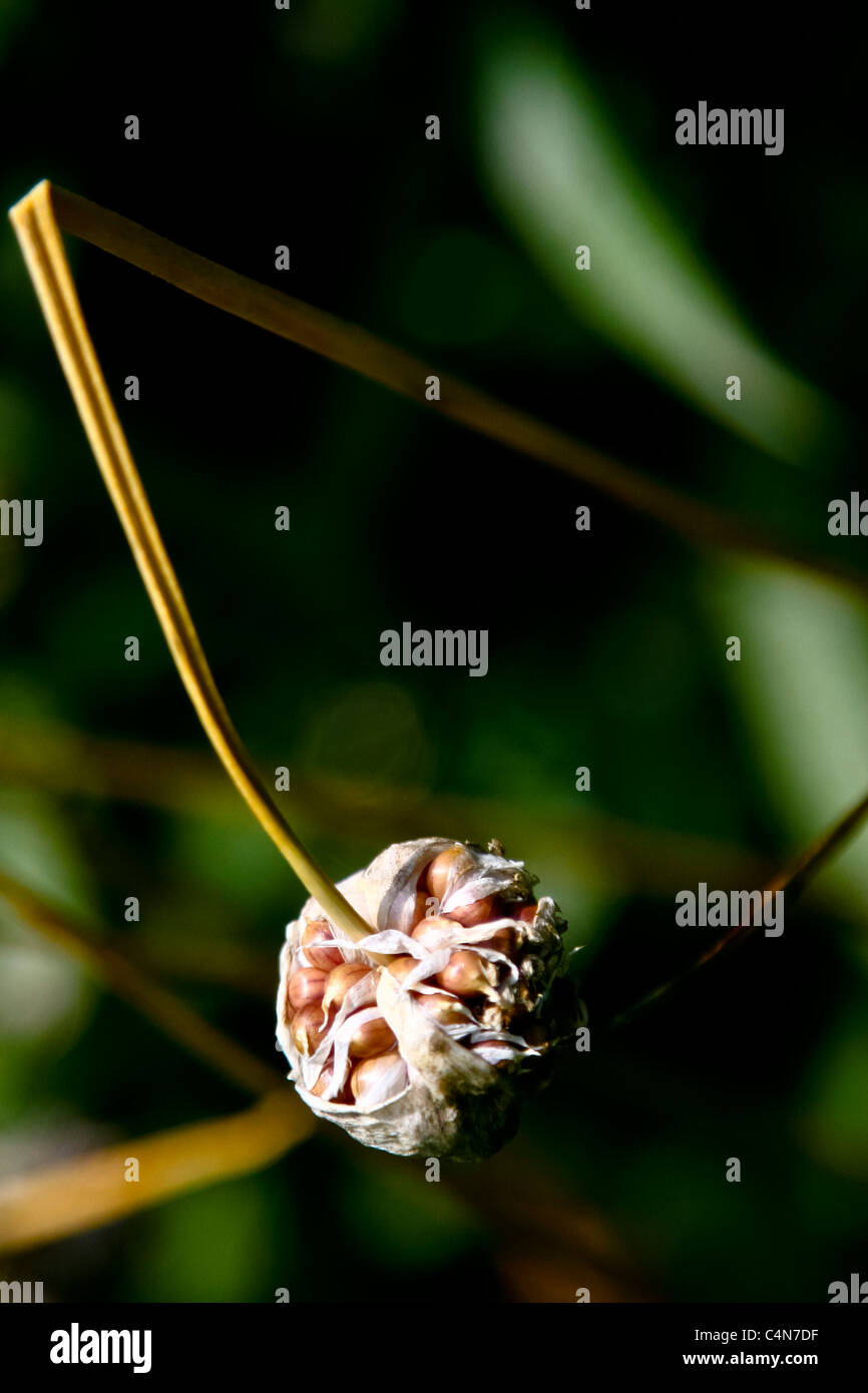 In the garden, a plant bent as the other plants continued to grow Stock ...