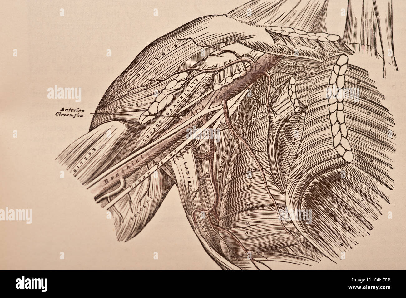 Anatomy Descriptive and Surgical Copyright 1883 Gray's Anatomy Henry ...