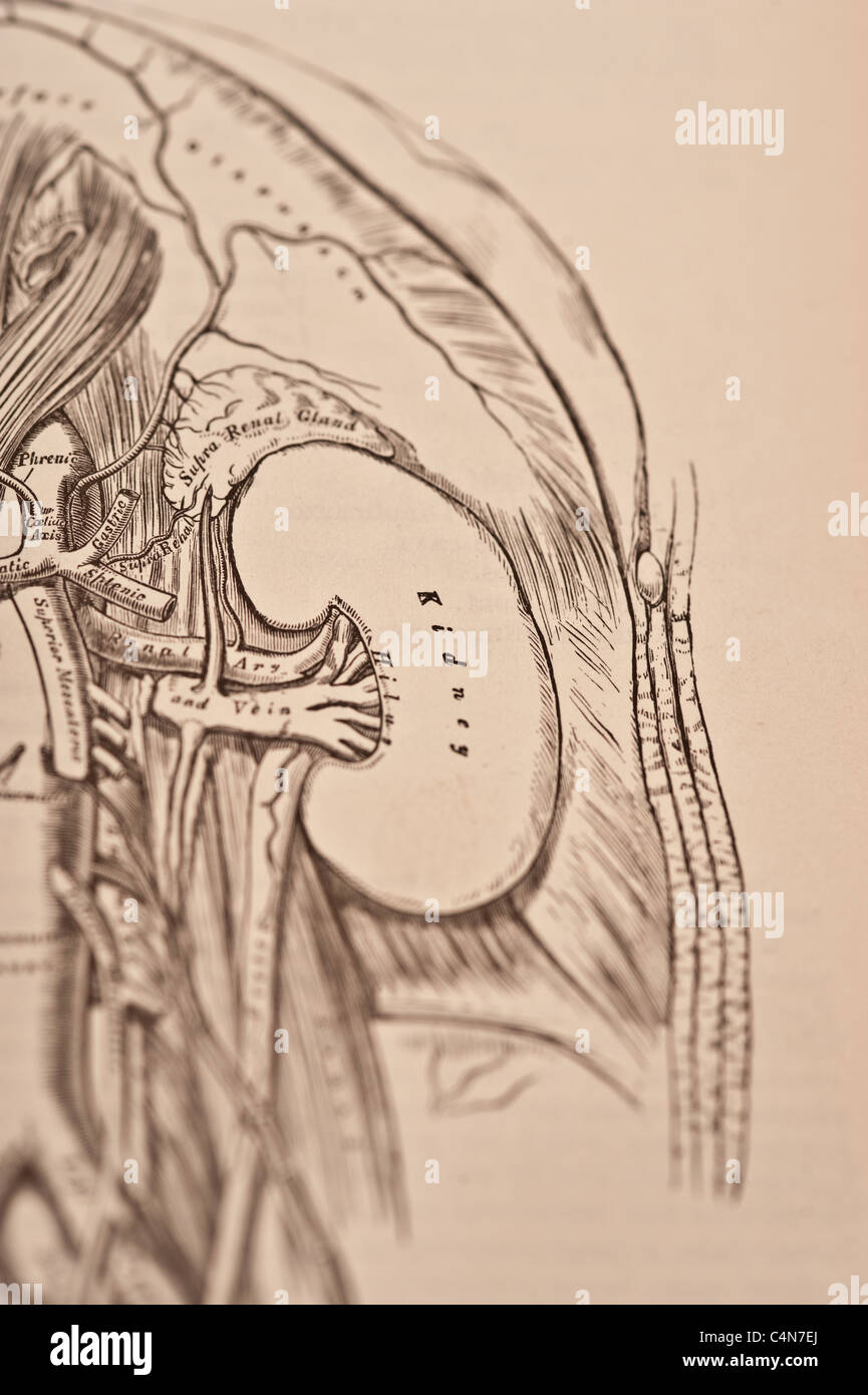 Antique medical illustration of human viscera, internal organs and the ...