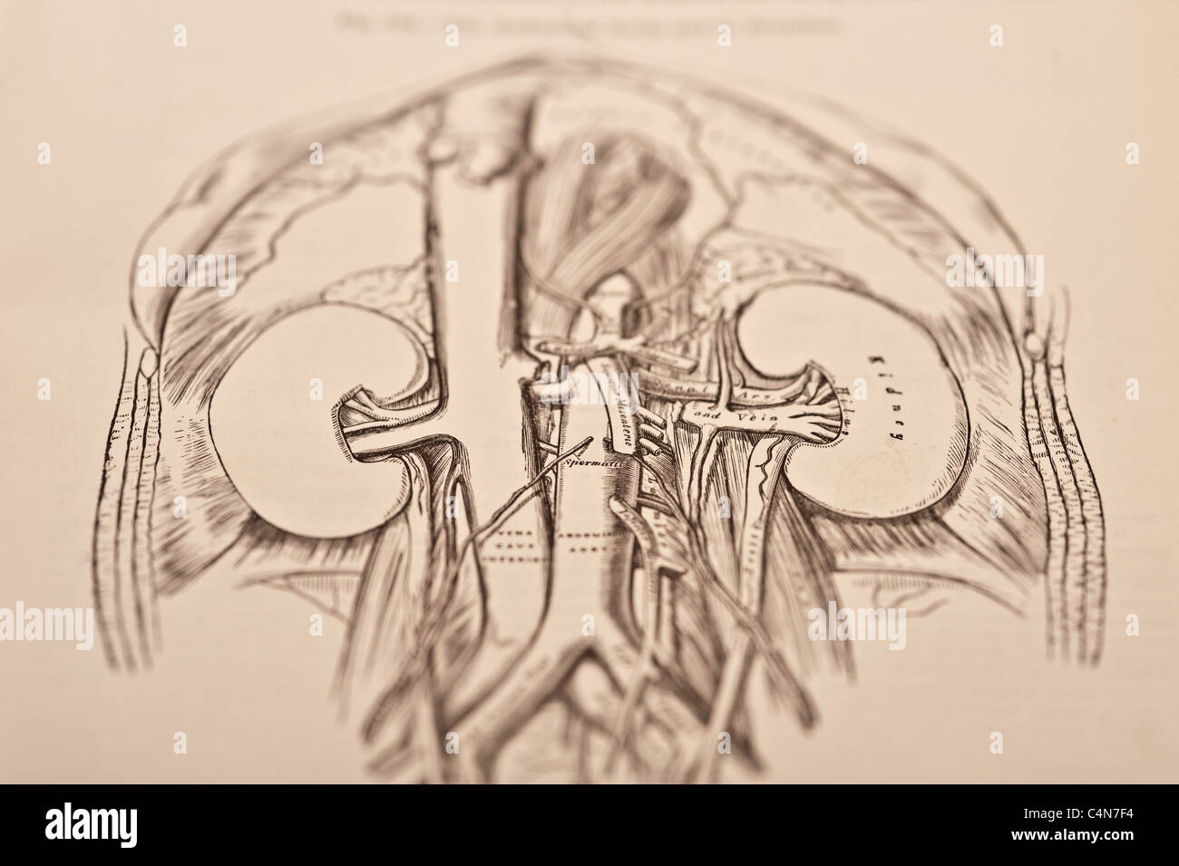 Antique medical illustration of human viscera, internal organs and the ...