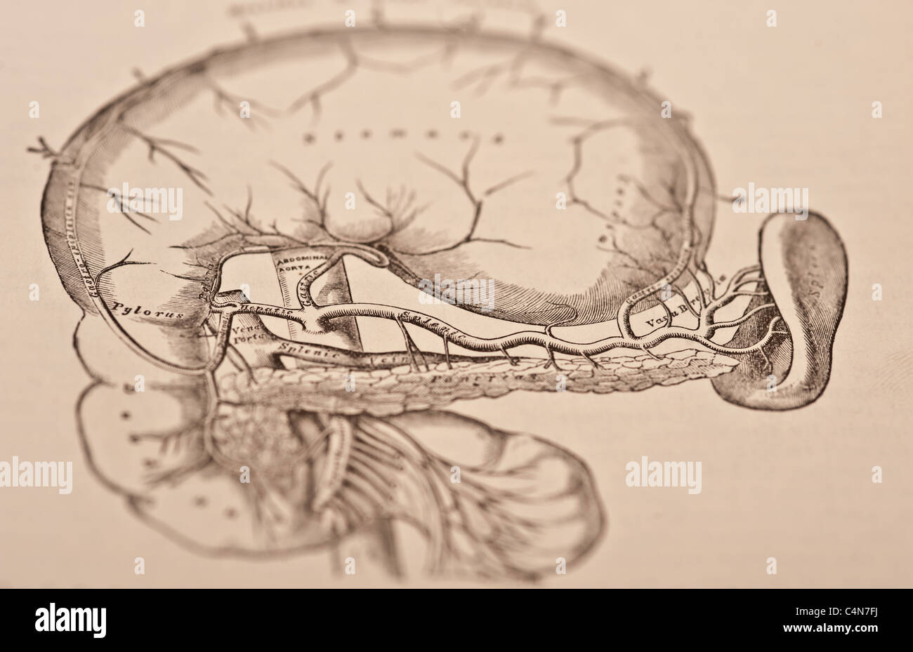 Antique medical illustration of human viscera, internal organs and the ...