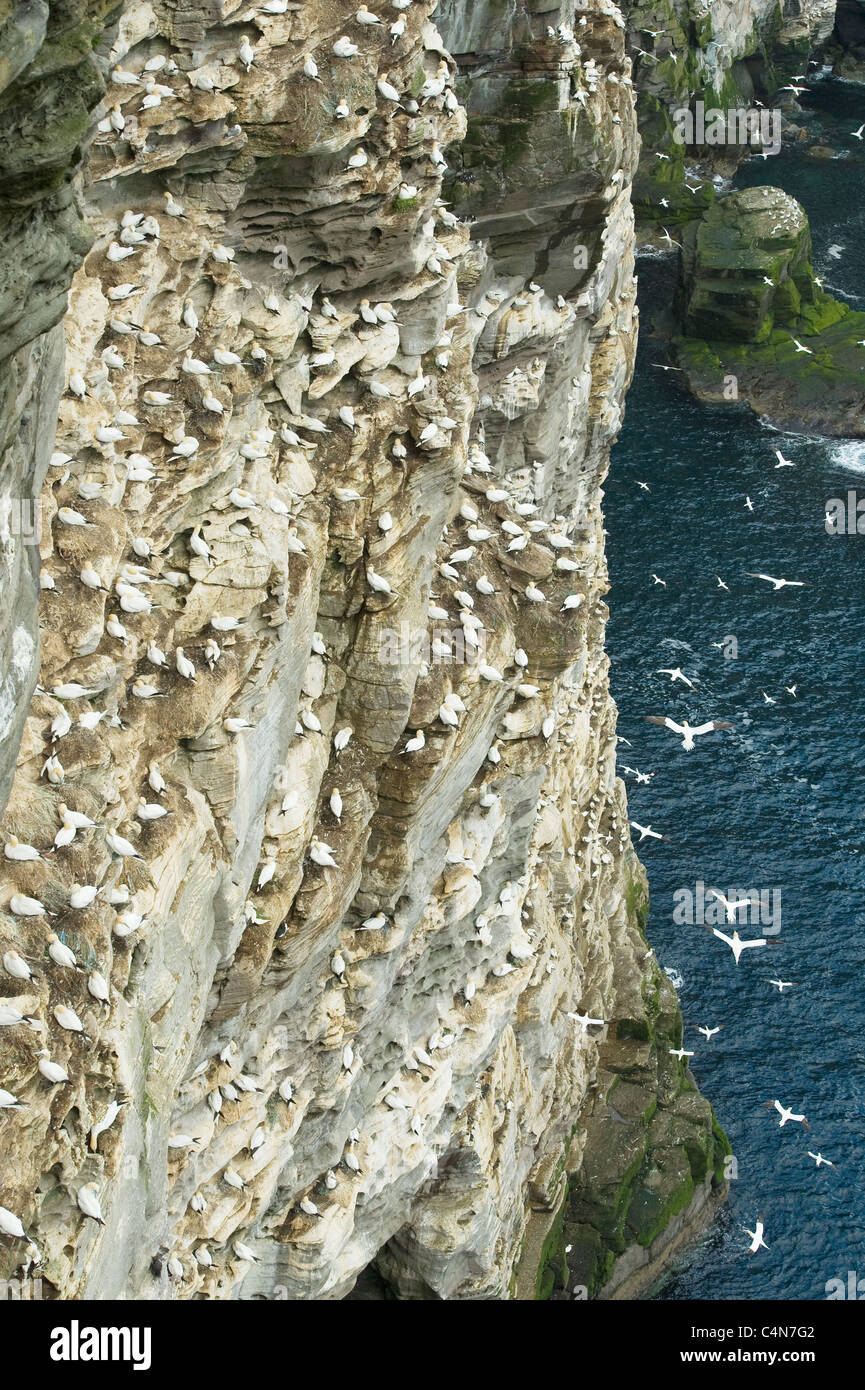 Northern Gannets (Sula bassana) Breeding Colony, Isle of Noss National ...