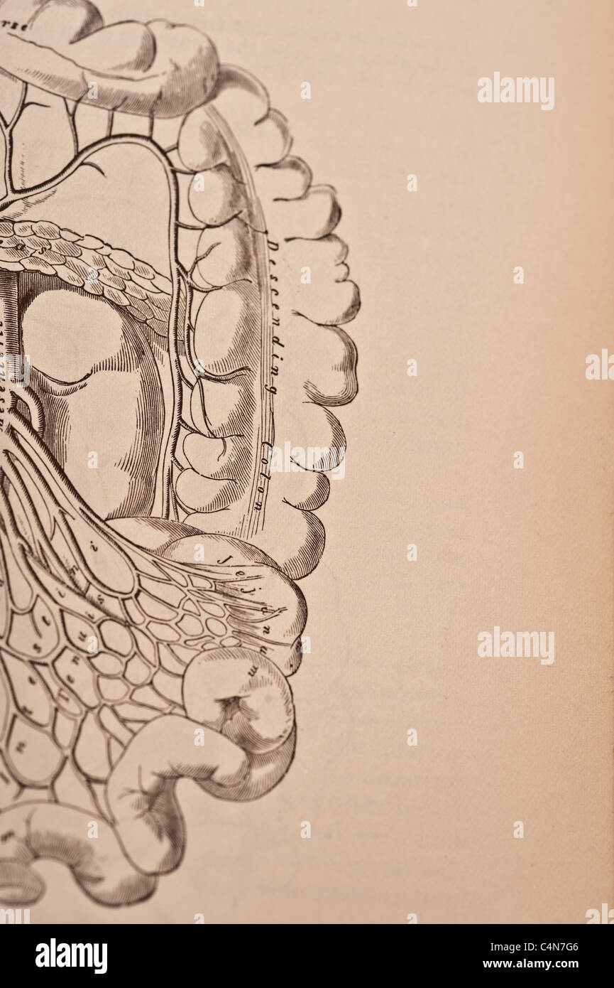 Antique medical illustration of human viscera, internal organs and the ...