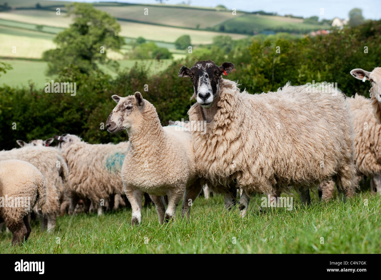 Mule ewes in Devon countryside with lambs sired by Charollais ram Stock ...