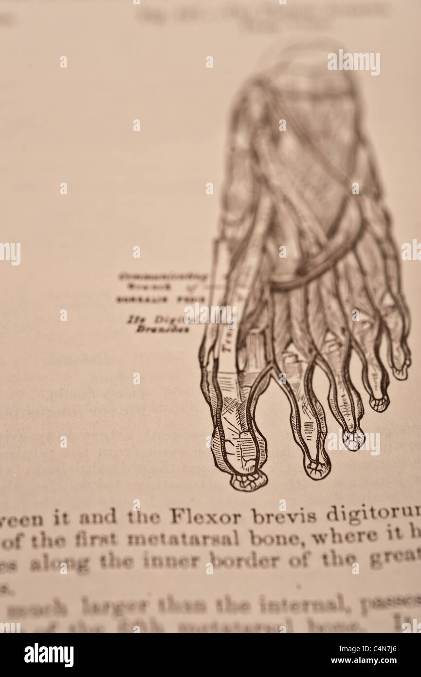 Anatomy Descriptive and Surgical Copyright 1883 Gray's Anatomy Henry ...