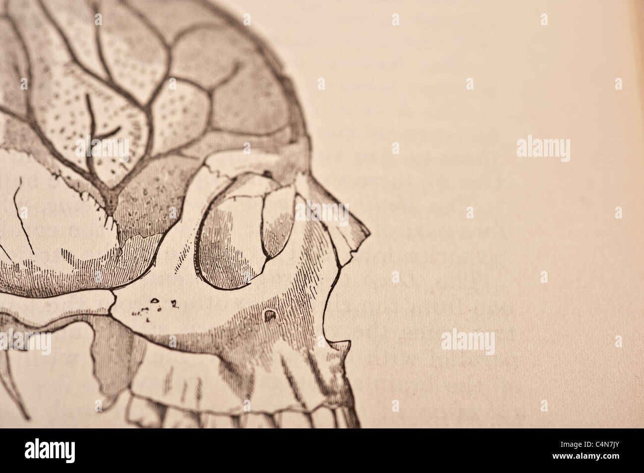 Antique medical illustration of skull, cranium, brain, head, face Stock ...