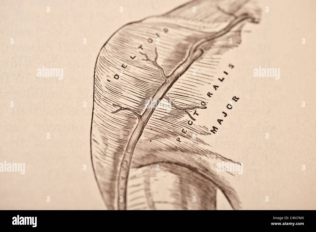 Anatomy Descriptive and Surgical Copyright 1883 Gray's Anatomy Henry ...