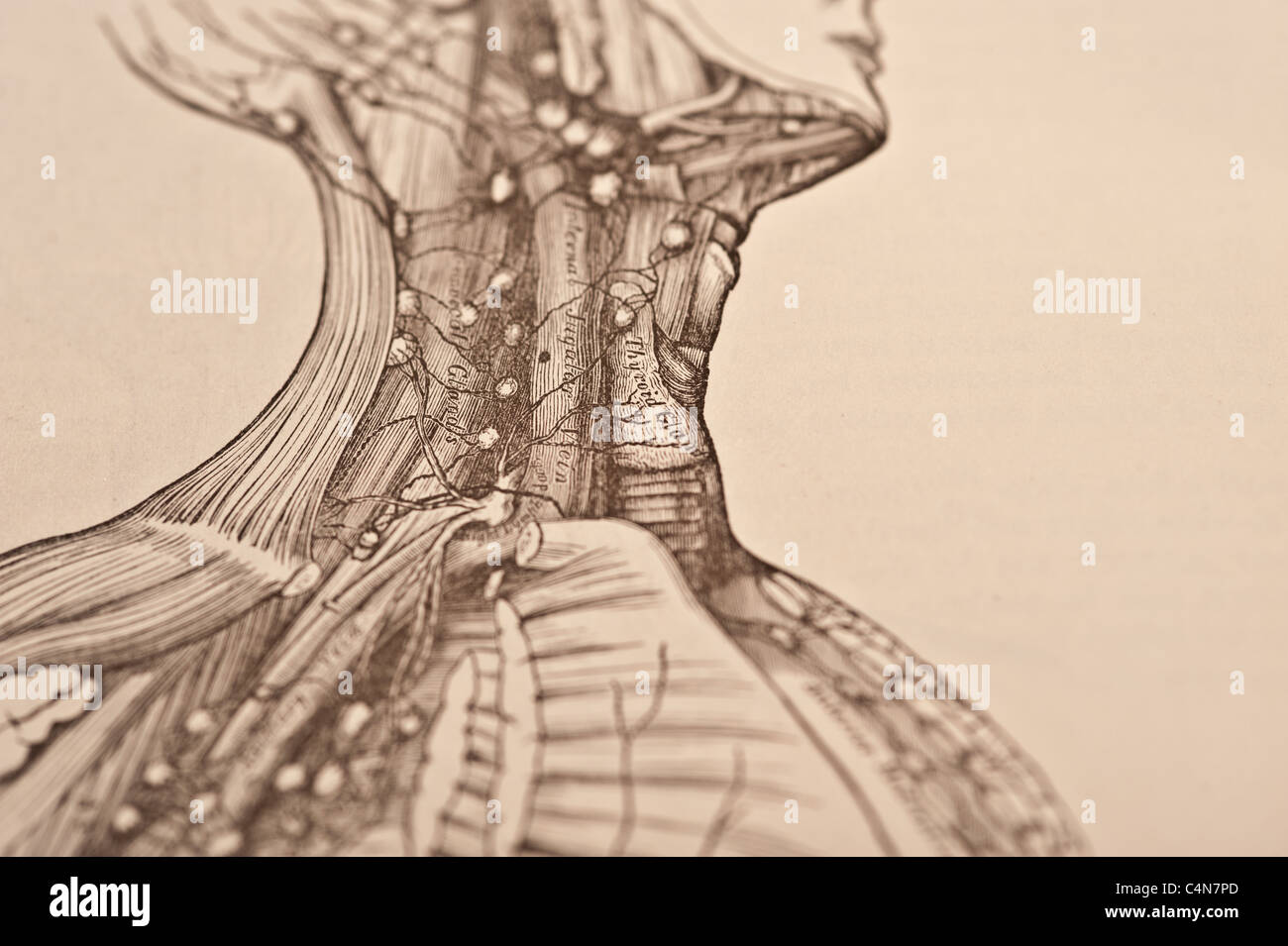 Anatomy Descriptive and Surgical Copyright 1883 Gray's Anatomy Henry ...