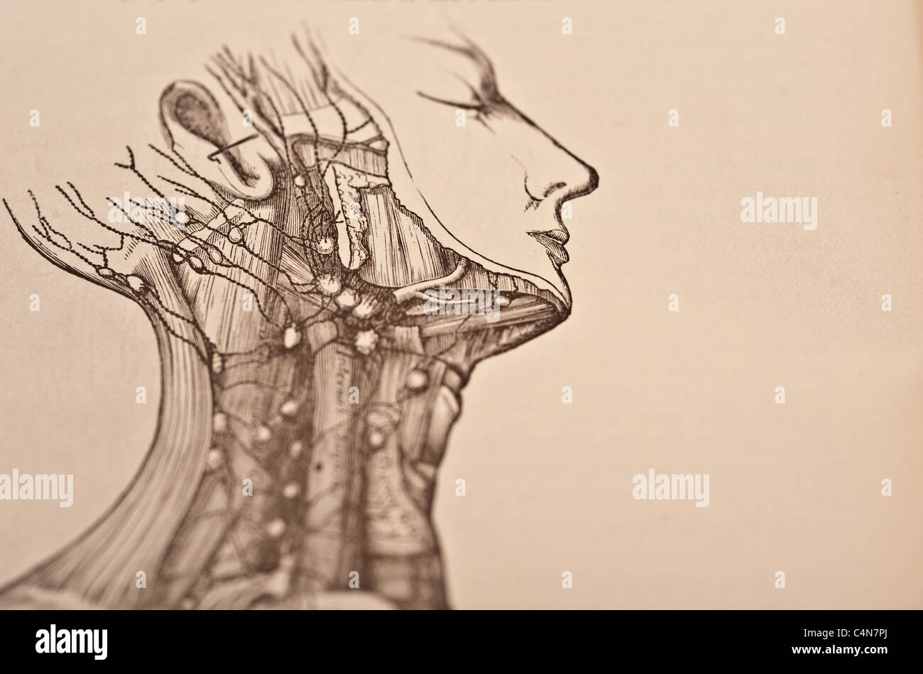 Anatomy Descriptive and Surgical Copyright 1883 Gray's Anatomy Henry ...