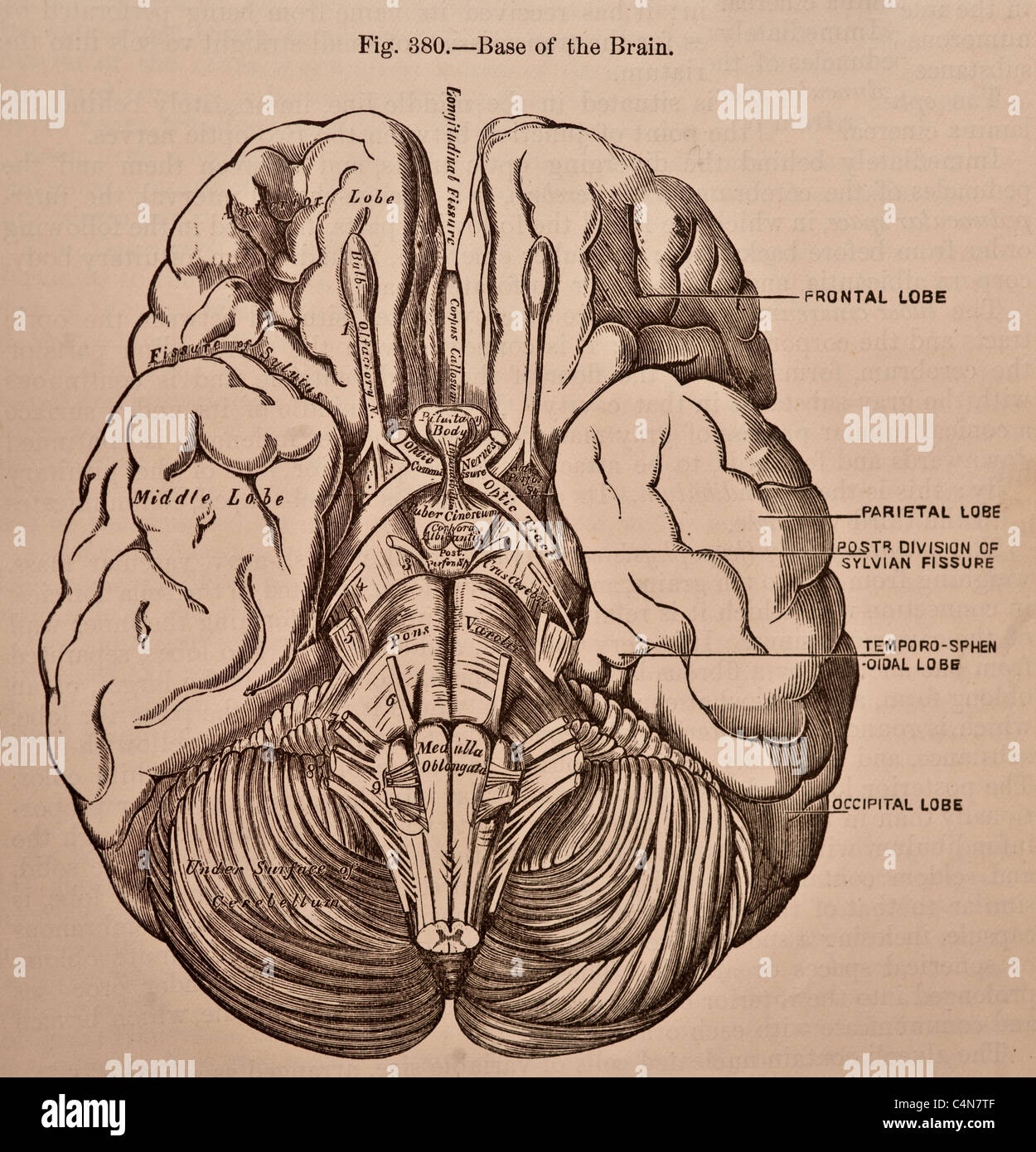 Old Medical Diagram 7,208 Vintage Medical Diagrams Stock Photos,