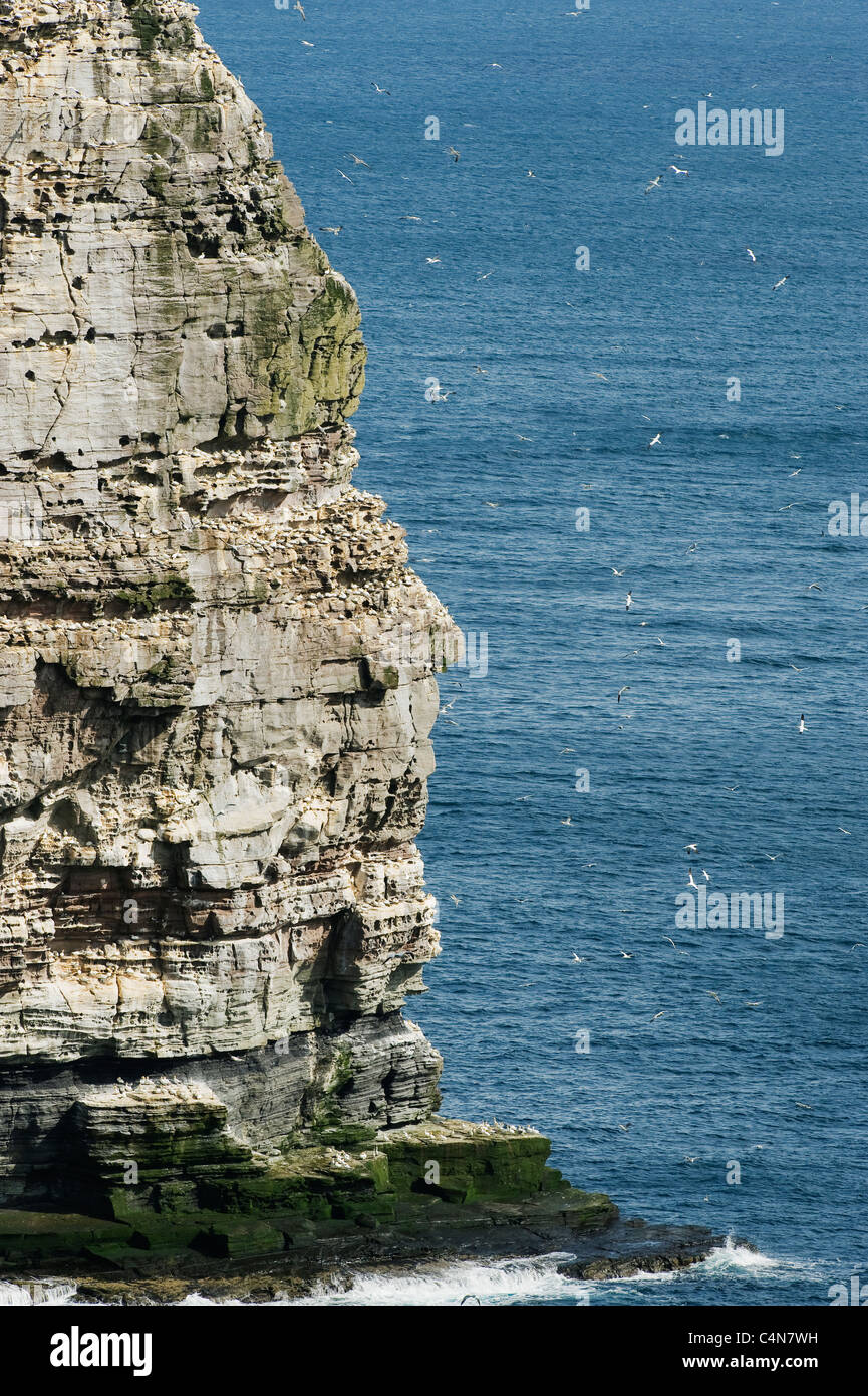 Noss shetland birds hi-res stock photography and images - Alamy