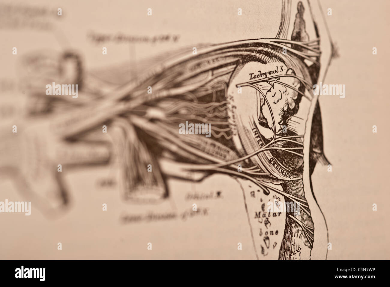 Anatomy Descriptive and Surgical Copyright 1883 Gray's Anatomy Henry ...