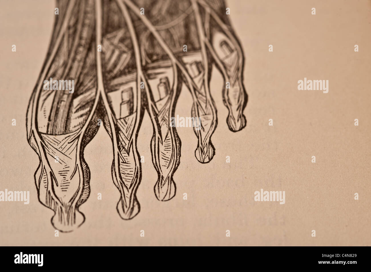 Anatomy Descriptive and Surgical Copyright 1883 Gray's Anatomy Henry ...
